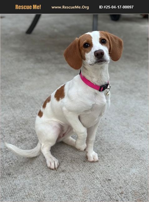 ADOPT 25041700097 ~ Beagle Rescue ~ Anderson, SC