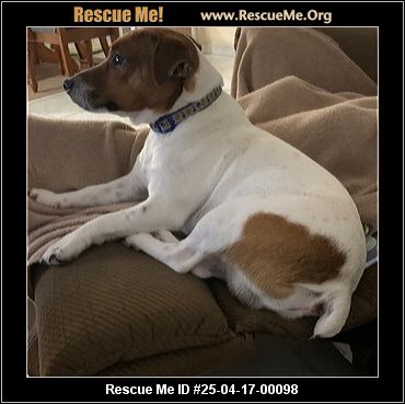 - Florida Jack Russell Rescue - ADOPTIONS - Rescue Me!