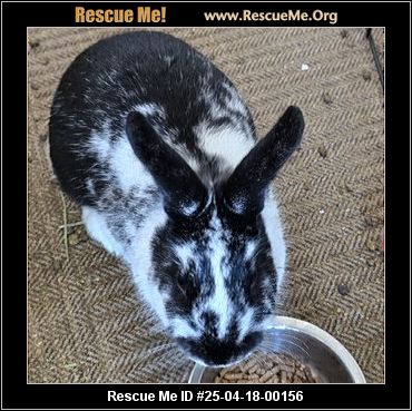 - Tennessee Rabbit Rescue - ADOPTIONS - Rescue Me!