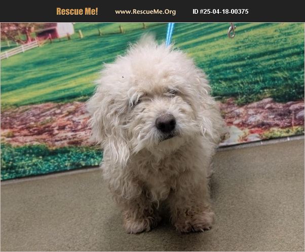 ADOPT 25041800375 ~ Poodle Rescue ~ Moreno Valley, CA
