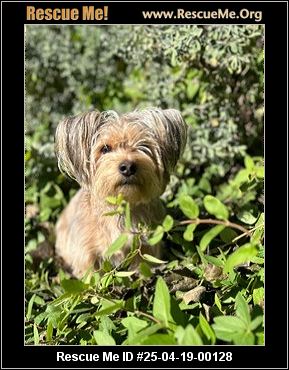 - Texas Yorkie Rescue - ADOPTIONS - Rescue Me!