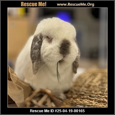 - California Rabbit Rescue - ADOPTIONS - Rescue Me!