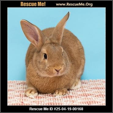 - California Rabbit Rescue - ADOPTIONS - Rescue Me!