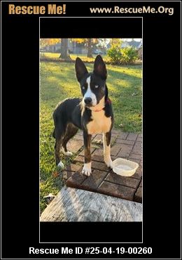 - Tennessee Dog Rescue - ADOPTIONS - Rescue Me!