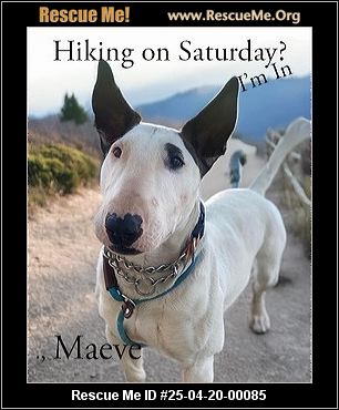 - California Bull Terrier Rescue - ADOPTIONS - Rescue Me!