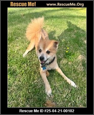 - Virginia Pomeranian Rescue - ADOPTIONS - Rescue Me!