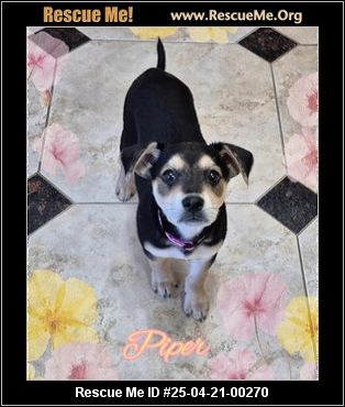 - Oklahoma Beagle Rescue - ADOPTIONS - Rescue Me!