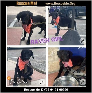 - Texas German Shorthaired Pointer Rescue - ADOPTIONS - Rescue Me!