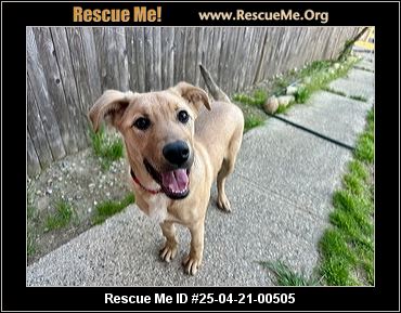 - Massachusetts Mutt Rescue - ADOPTIONS - Rescue Me!