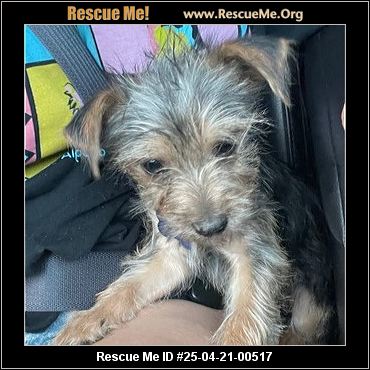 - Arizona Yorkie Rescue - ADOPTIONS - Rescue Me!