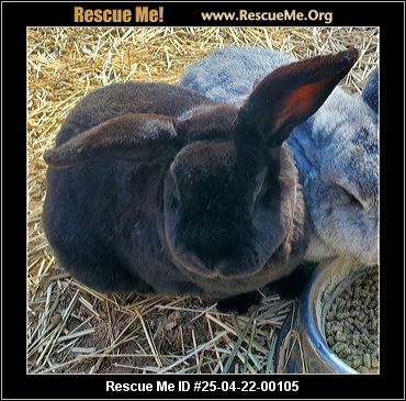 - Virginia Rabbit Rescue - ADOPTIONS - Rescue Me!