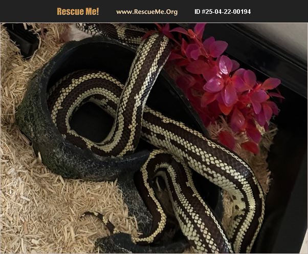ADOPT 25042200194 ~ Reptile/Amphibian Rescue ~ Vernon Rockville, CT, CT