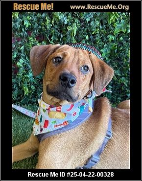 - California Rhodesian Ridgeback Rescue - ADOPTIONS - Rescue Me!