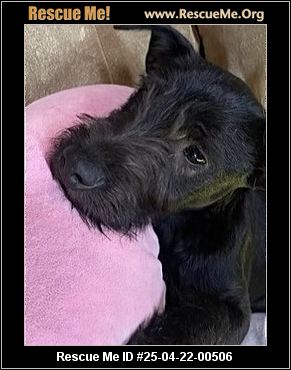 - New Jersey Dog Rescue - ADOPTIONS - Rescue Me!