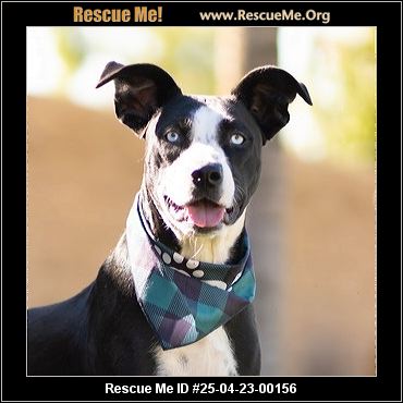 - California Dog Rescue - ADOPTIONS - Rescue Me!