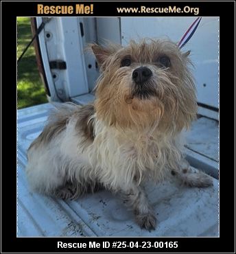 - Texas Yorkie Rescue - ADOPTIONS - Rescue Me!