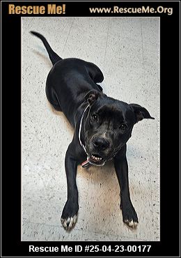 - Texas Mutt Rescue - ADOPTIONS - Rescue Me!