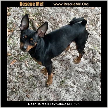 - Florida Miniature Pinscher Rescue - ADOPTIONS - Rescue Me!