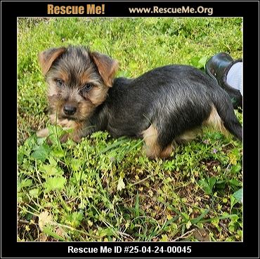 - Tennessee Yorkie Rescue - ADOPTIONS - Rescue Me!