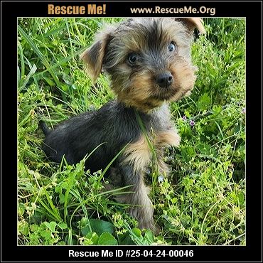 - Tennessee Yorkie Rescue - ADOPTIONS - Rescue Me!