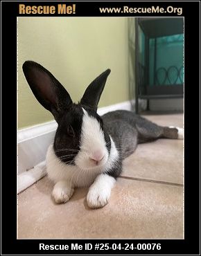 - Georgia Rabbit Rescue - ADOPTIONS - Rescue Me!