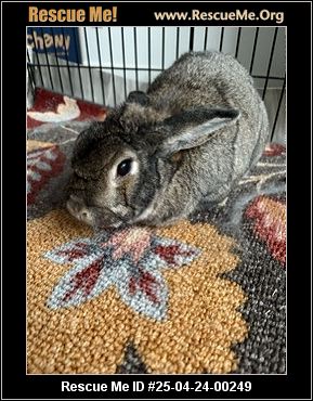 - Illinois Rabbit Rescue - ADOPTIONS - Rescue Me!
