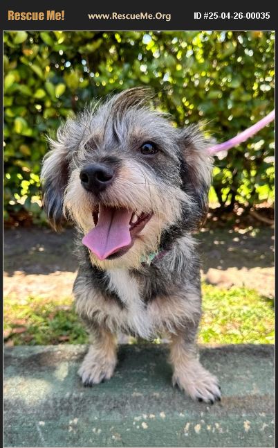 ADOPT 25042600035 ~ Schnauzer Rescue ~ Margate, FL