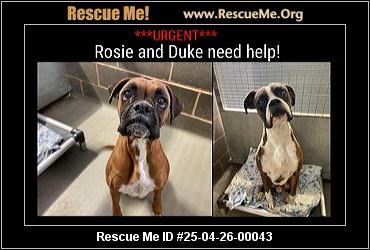 - Australia Dog Rescue - ADOPTIONS - Rescue Me!