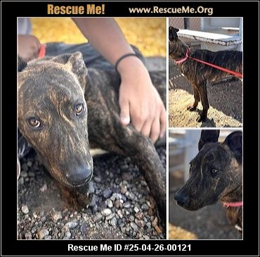 - New Mexico Dog Rescue - ADOPTIONS - Rescue Me!