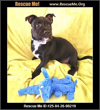 - Michigan Yorkie Rescue - ADOPTIONS - Rescue Me!