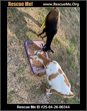 - Georgia Farm Animal Rescue - ADOPTIONS - Rescue Me!