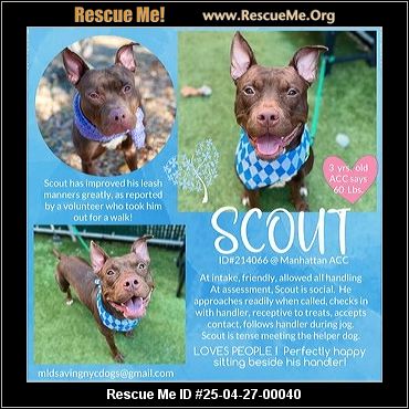- New York Dog Rescue - ADOPTIONS - Rescue Me!