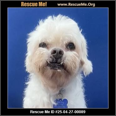 - Florida Maltese Rescue - ADOPTIONS - Rescue Me!