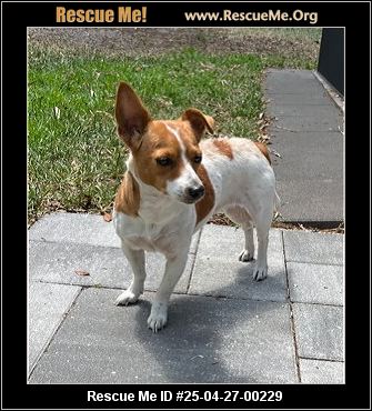 - Florida Jack Russell Rescue - ADOPTIONS - Rescue Me!