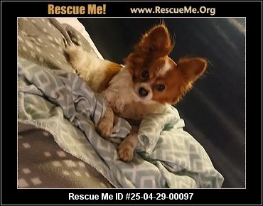 - Florida Papillon Rescue - ADOPTIONS - Rescue Me!