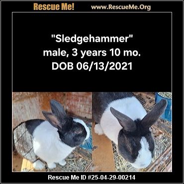 - Illinois Rabbit Rescue - ADOPTIONS - Rescue Me!
