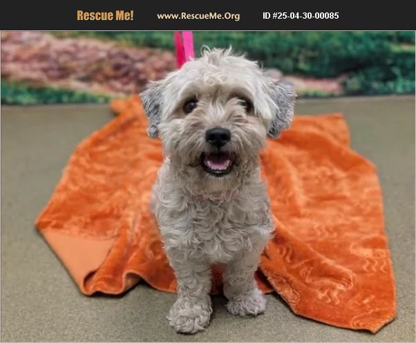ADOPT 25043000085 ~ Poodle Rescue ~ Moreno Valley, CA