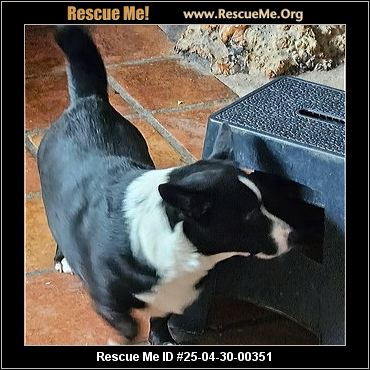 - Arizona Corgi Rescue - ADOPTIONS - Rescue Me!
