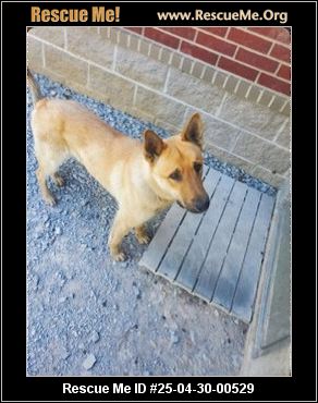 - Wisconsin Lab Rescue - ADOPTIONS - Rescue Me!