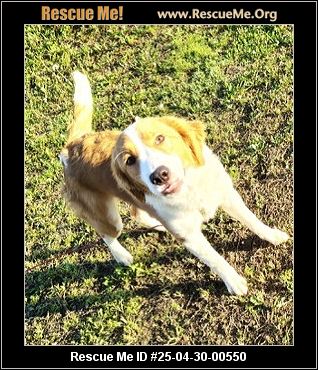 - Indiana Golden Retriever Rescue - ADOPTIONS - Rescue Me!