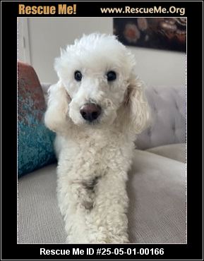 - California Poodle Rescue - ADOPTIONS - Rescue Me!