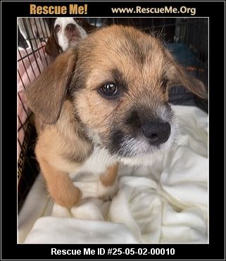 - Pennsylvania Beagle Rescue - ADOPTIONS - Rescue Me!