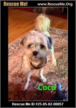 - North Carolina Maltese Rescue - ADOPTIONS - Rescue Me!