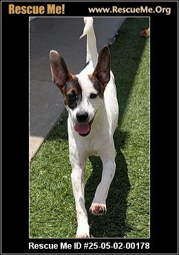 - Florida Jack Russell Rescue - ADOPTIONS - Rescue Me!
