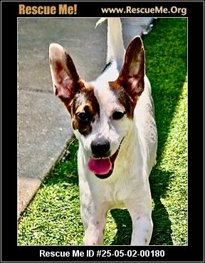 - Florida Jack Russell Rescue - ADOPTIONS - Rescue Me!