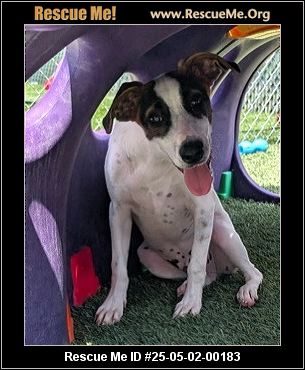 - Florida Jack Russell Rescue - ADOPTIONS - Rescue Me!