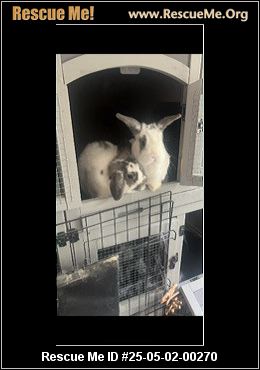 - Virginia Rabbit Rescue - ADOPTIONS - Rescue Me!