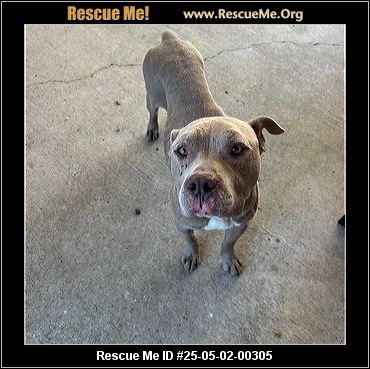 - Louisiana Dog Rescue - ADOPTIONS - Rescue Me!