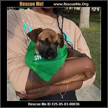 - Texas Boxer Rescue - ADOPTIONS - Rescue Me!