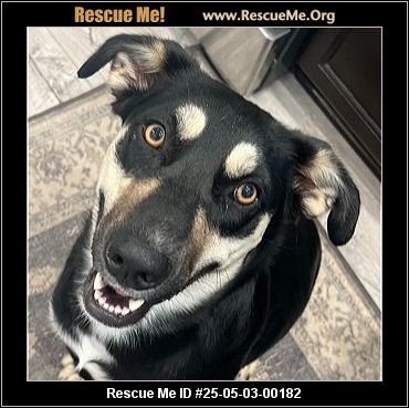 - Delaware Dog Rescue - ADOPTIONS - Rescue Me!